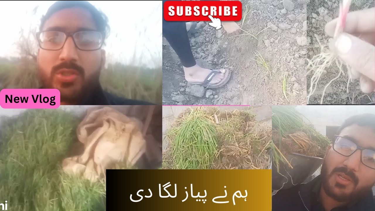 Hum Nay Onion Laga DI | How to plant onions | Aslam Sani V - YouTube