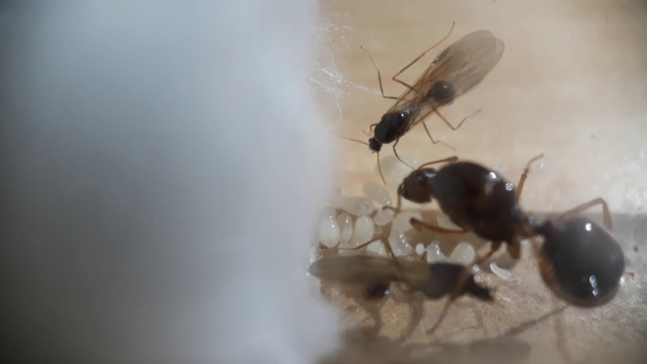 My Aphaenogaster longiceps queen with 2 drones, eggs and larvae. - YouTube