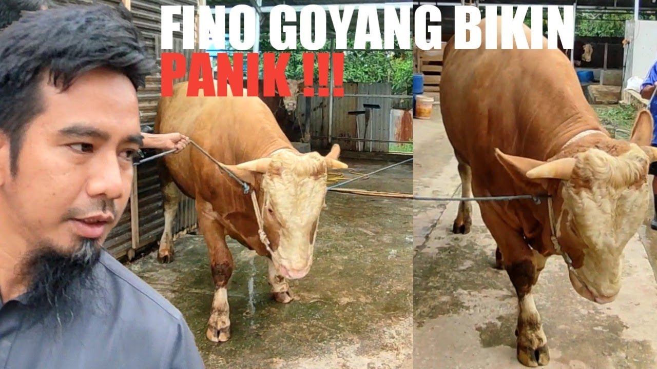 Waktunya Timbang Sapi !! - YouTube