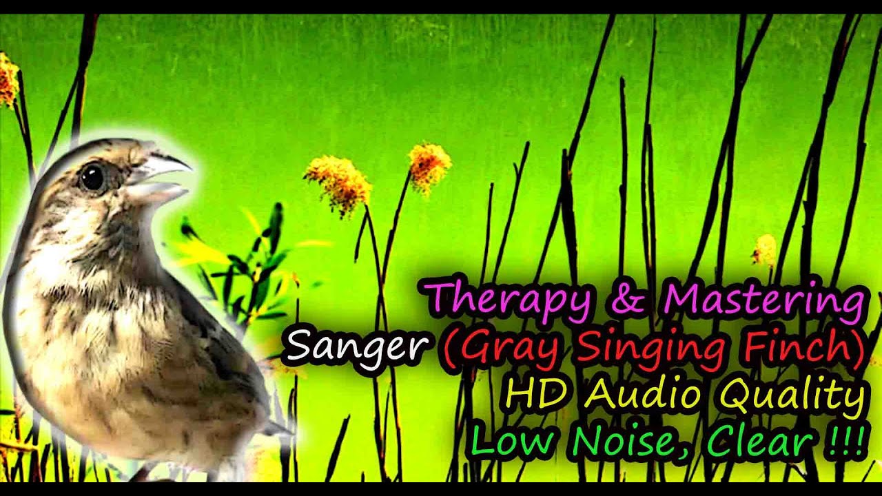 Grey Singing Finch Song (Serinus leucopygius) for Therapy & Bird ...