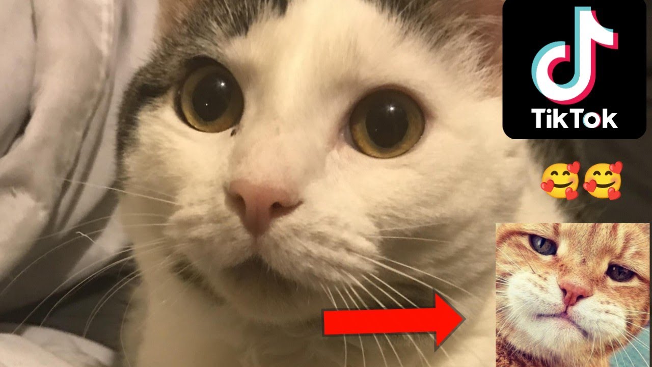 Kumpulan kucing tiktok lucu bikin ngakak//kucing comell #kucing #cat # ...