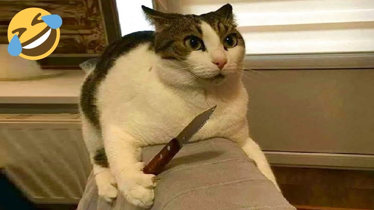 FUNNIEST Cats Ever 😹The BEST Cat Videos 2025 - YouTube