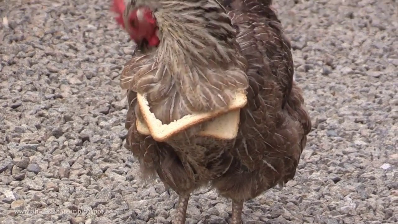 Best Funny Vedio stupid chicken - YouTube