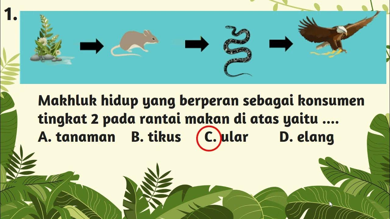 SOAL IPAS KELAS 5 BAB 2 Harmoni dalam Ekosistem - YouTube