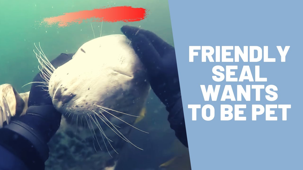 Friendly Seal Wants To Be Pet - And More - YouTube