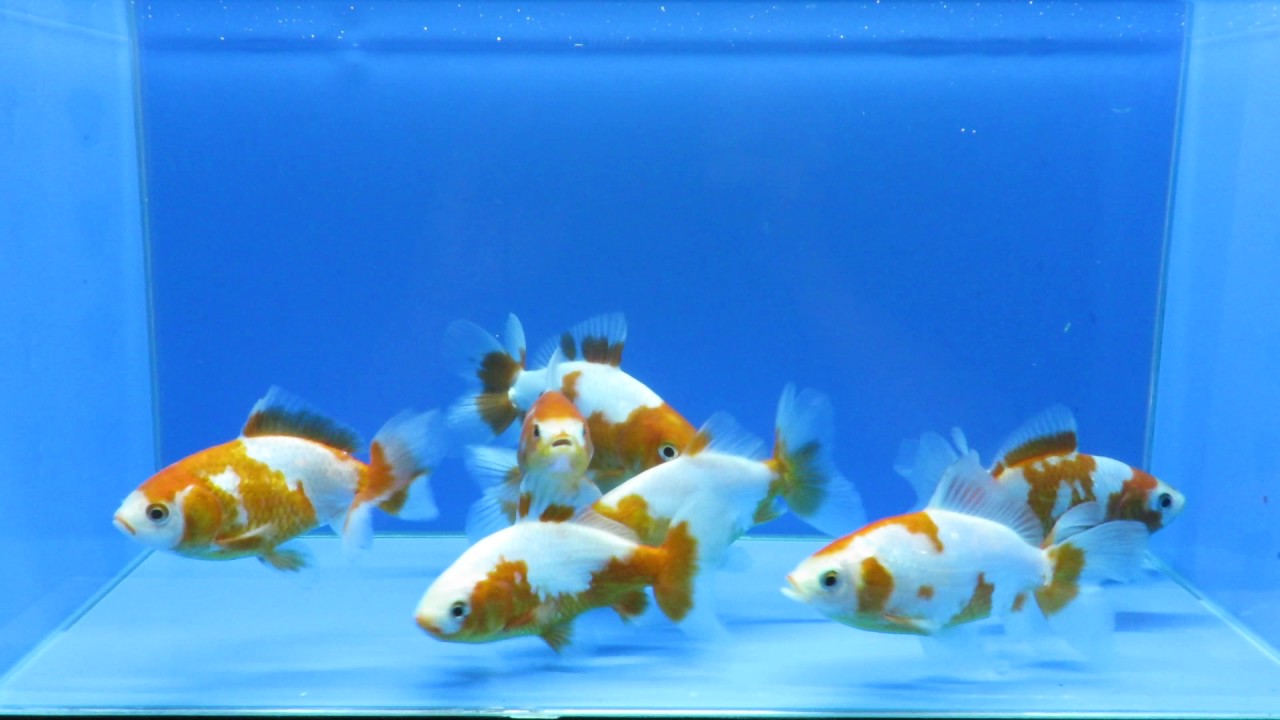 紅白地金(Red and white jikin) - YouTube