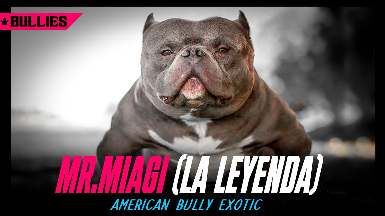 Mr.Miagi // LA LEYENDA //AMERICAN BULLY EXOTIC🔥 - YouTube
