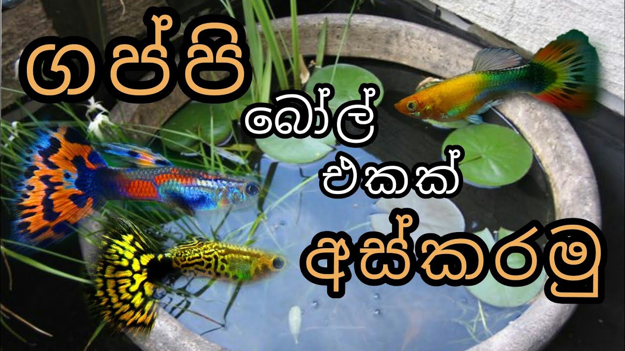 ගප්පි බෝල් එක අස්කරා . how to cleane gappy tank #gappy fish #01 - YouTube