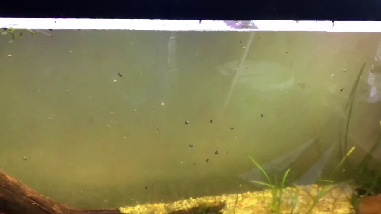 Can SCUDS and dwarf shrimp be in the same tank?!? - YouTube