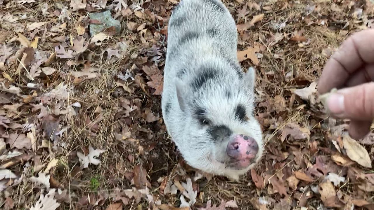 Jimmy the Pig Trick: "Sit" - YouTube