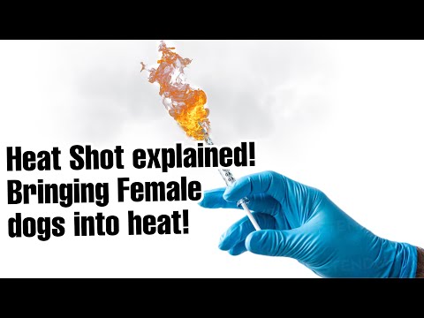 Heat Shot explained! Bringing Female dogs into heat!💉🔥