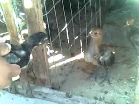 pollitos navajeros en accion jhd - YouTube