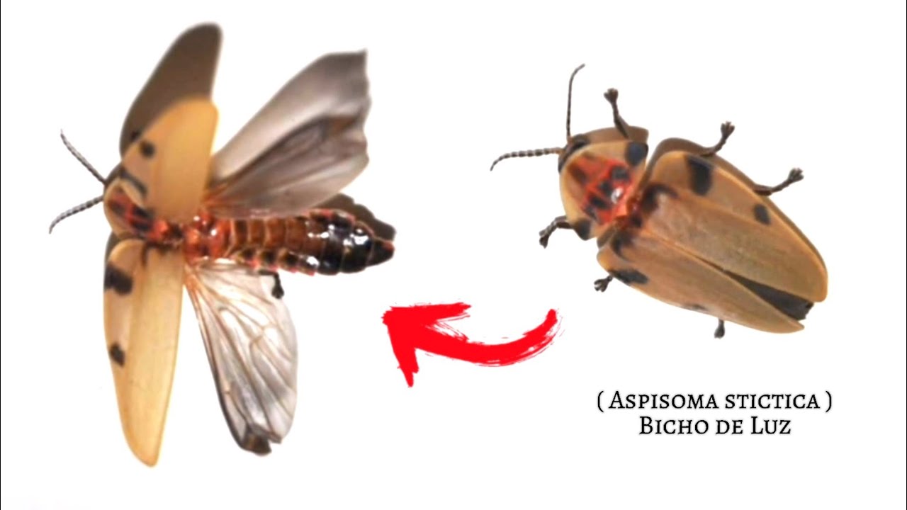 ASPISOMA STICTICA OU BICHO DE LUZ | ANIMAIS NO NORDESTE - YouTube