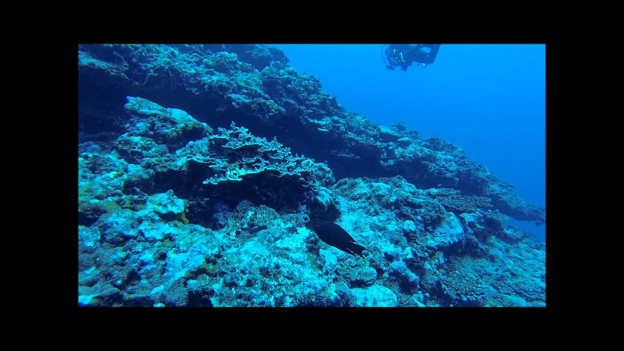 Scuba diving in Samoa with Aqua Samoa "The Tunnel" - YouTube