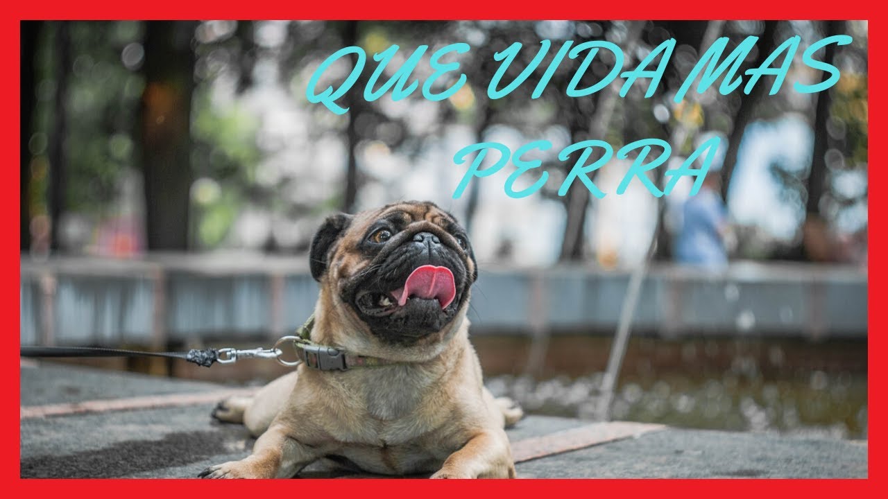 Videos de PERROS tiernos y graciosos 🐶 no pararas de REIR #23 - Mostrar