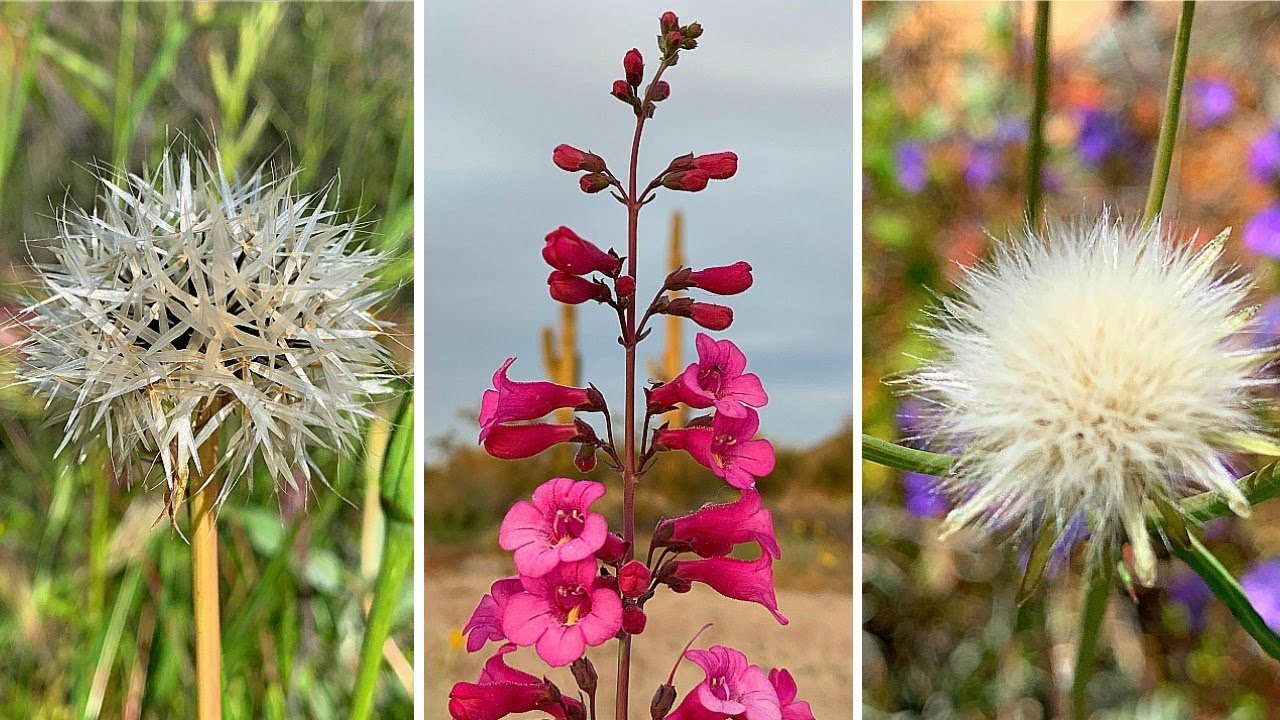 WILDFLOWER SUPER BLOOM - ARIZONA DESERT SPRING WILDFLOWER MADNESS - YouTube