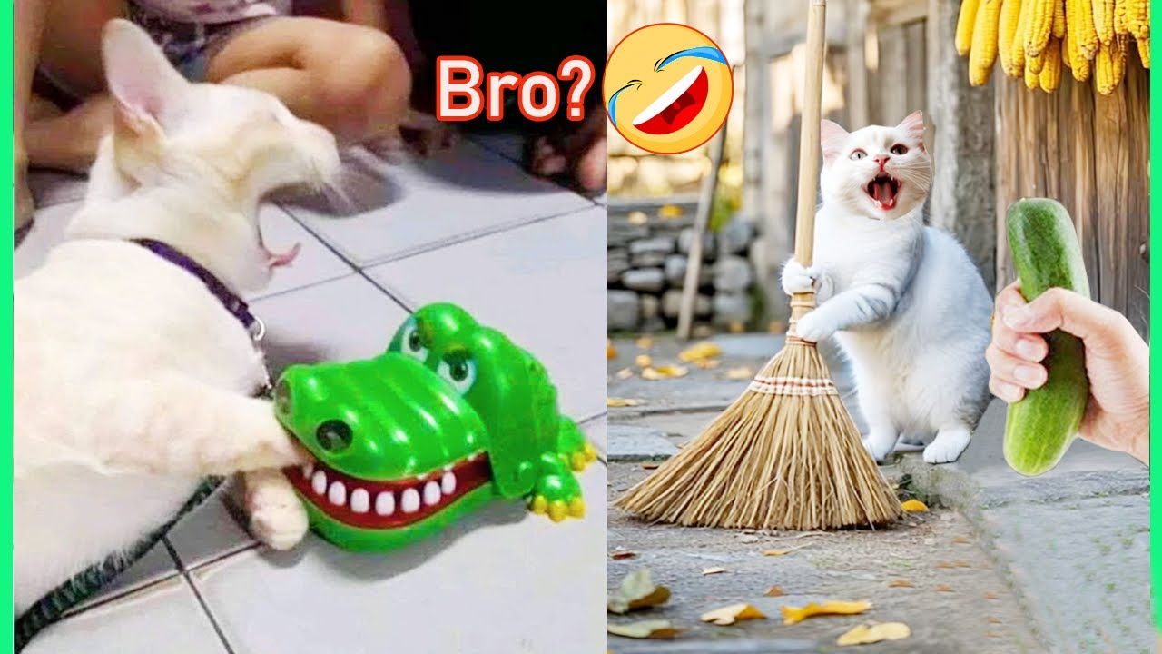 😹 Cat memes expressing emotions in funny cat videos | Cats meme 😆 - YouTube