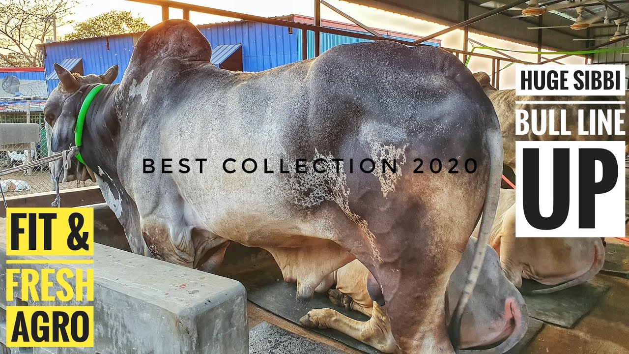 197|| Giant Sibbi Bull Line Up || Best Sibbi Line Up 2020 || Fit ...