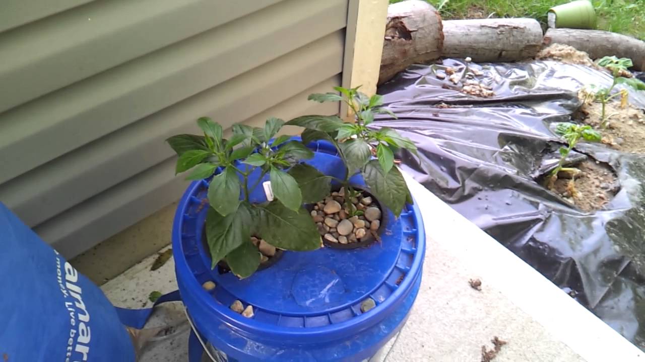 Hydroponic Pepper Plants - YouTube