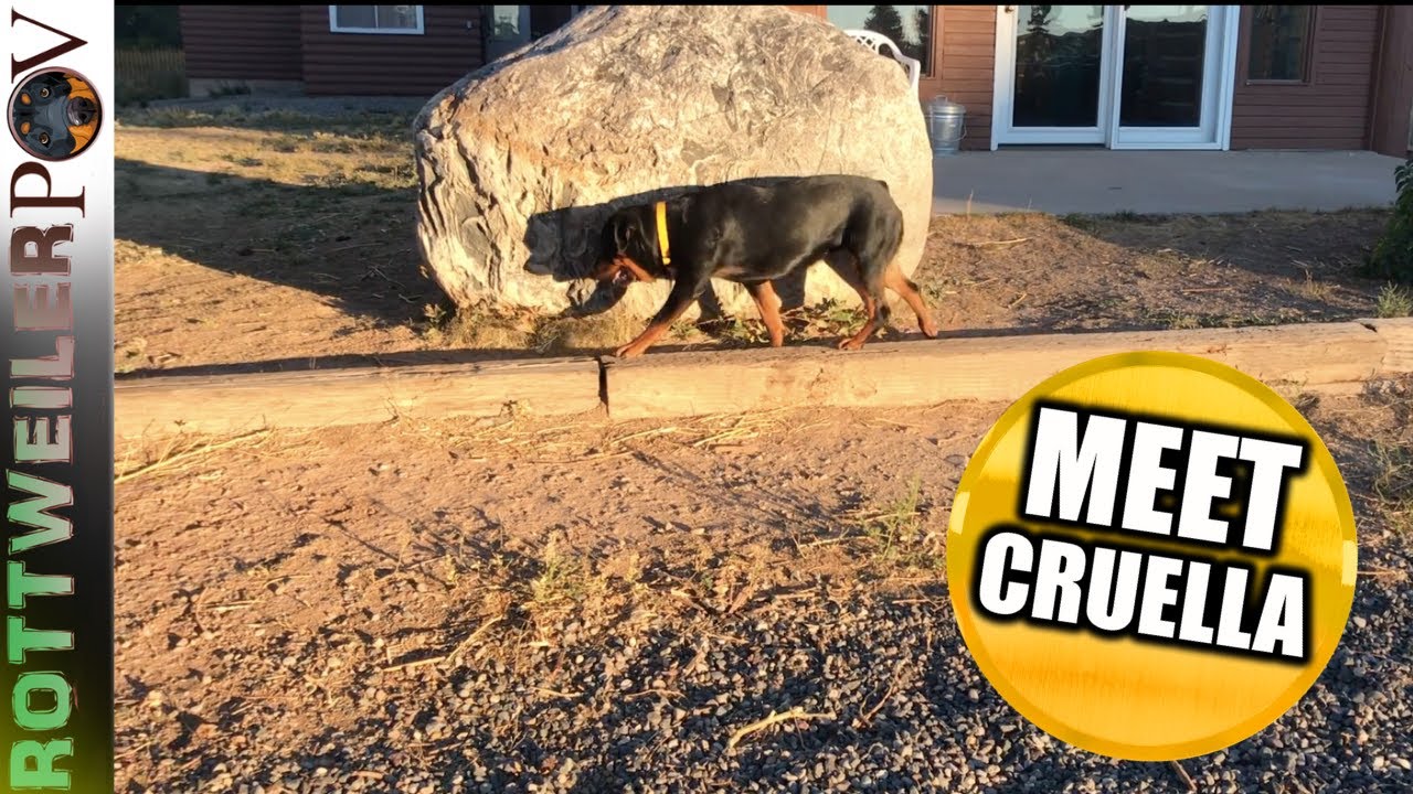 Rottweiler Guard Dogs in Action - Perimeter Check - YouTube