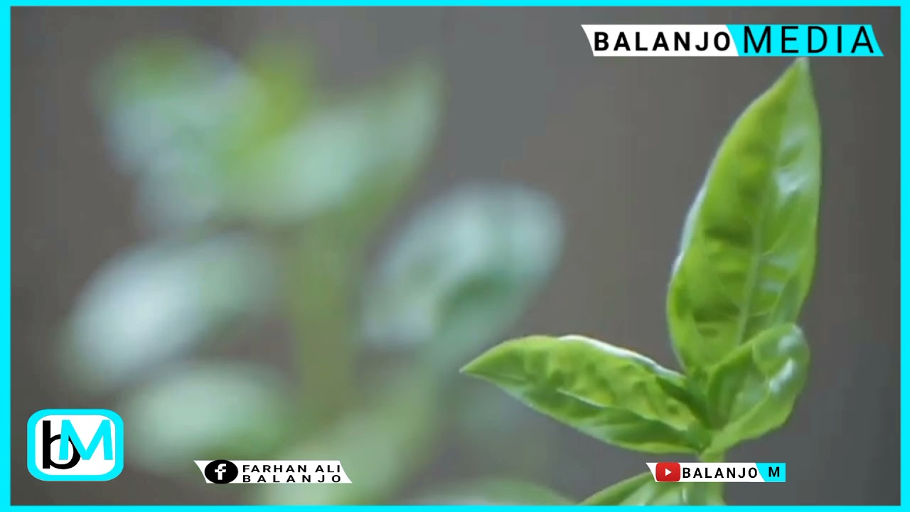 sida ubax dhalaal badan dhaayahayga ku il doog sadaan - YouTube