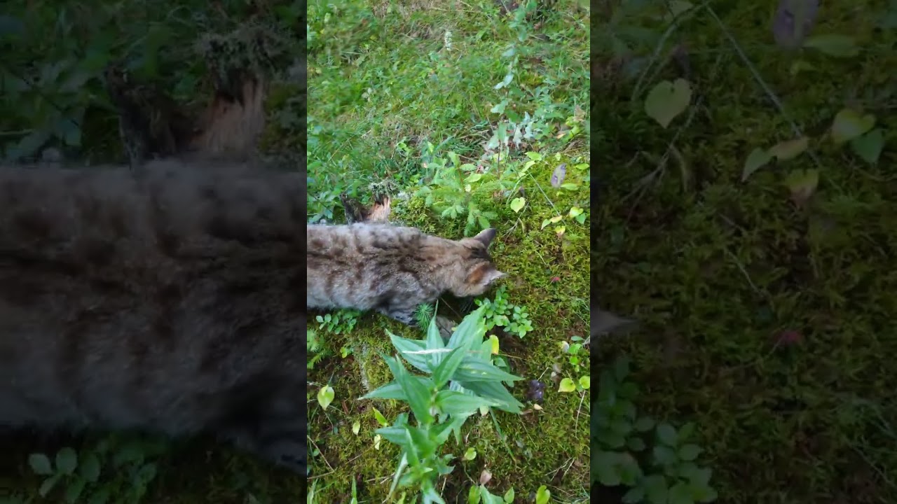 Cat and lizard. acquaintance . #shorts #cat #lizard - YouTube