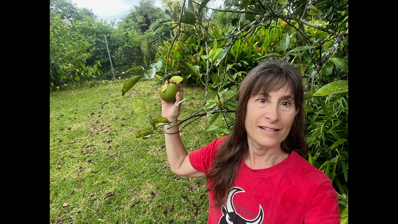 Full Tropical Panama Farm Tour - YouTube