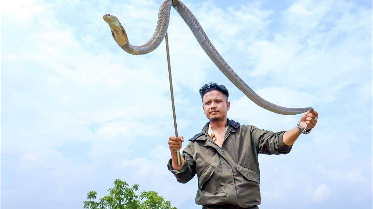 Monocled Cobra Rescue | Seti Naag | Highly Venomous snake 🐍 | Pokhara ...