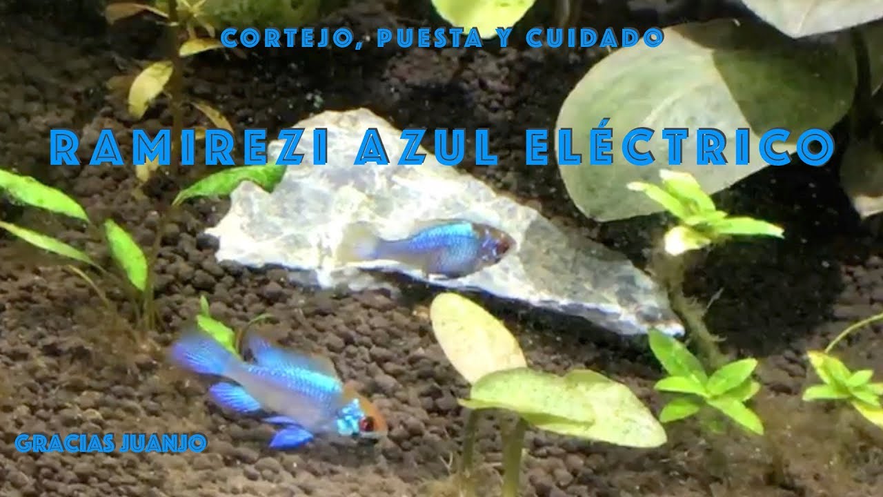 RAMIREZI AZUL ELÉCTRICO (Mikrogeophagus ramirezi): Cortejo, puesta y ...