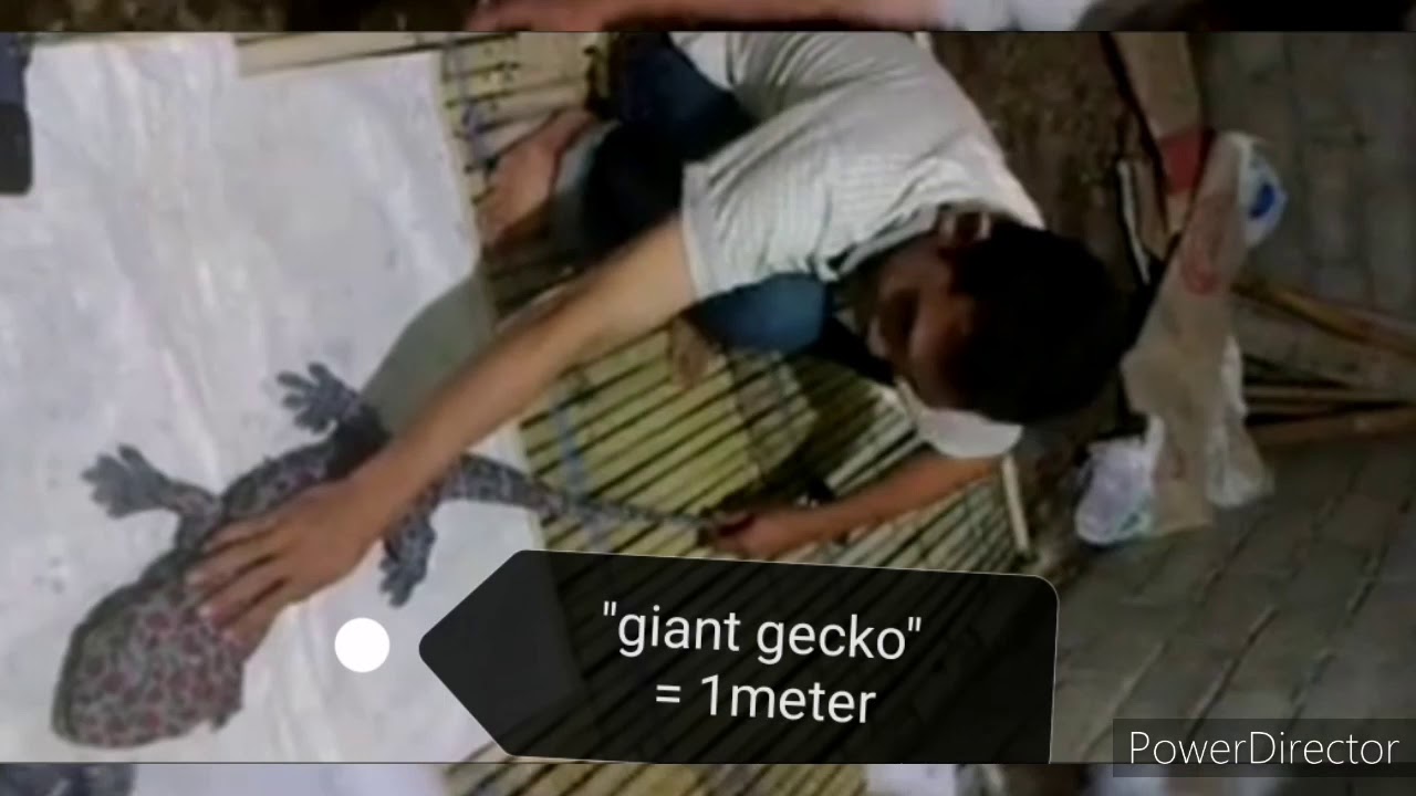 1 METER LONG = Giant " Gecko ".. TUKO .. OMG!! - YouTube