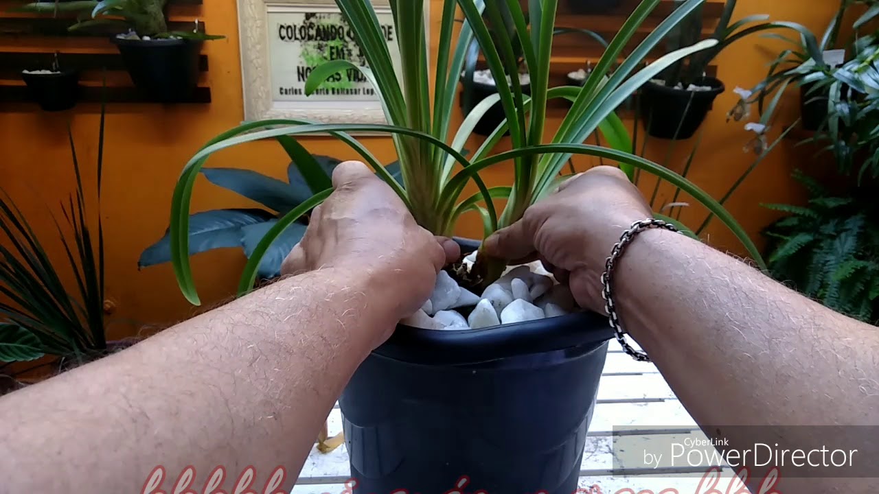 AGAPANTHUS ou LIRIO DO NILO identificando nossas plantas - YouTube