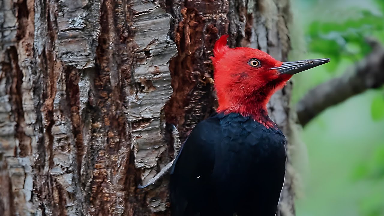 El carpintero negro | Animales chilenos superasombrosos - T1E5 - YouTube