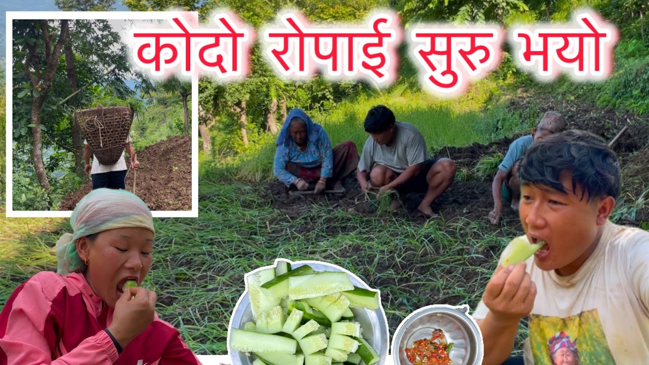 Millet Farming day/Kodo ropDai(गर्मिले कोदो रोप्नै सकिएन😓Local village ...