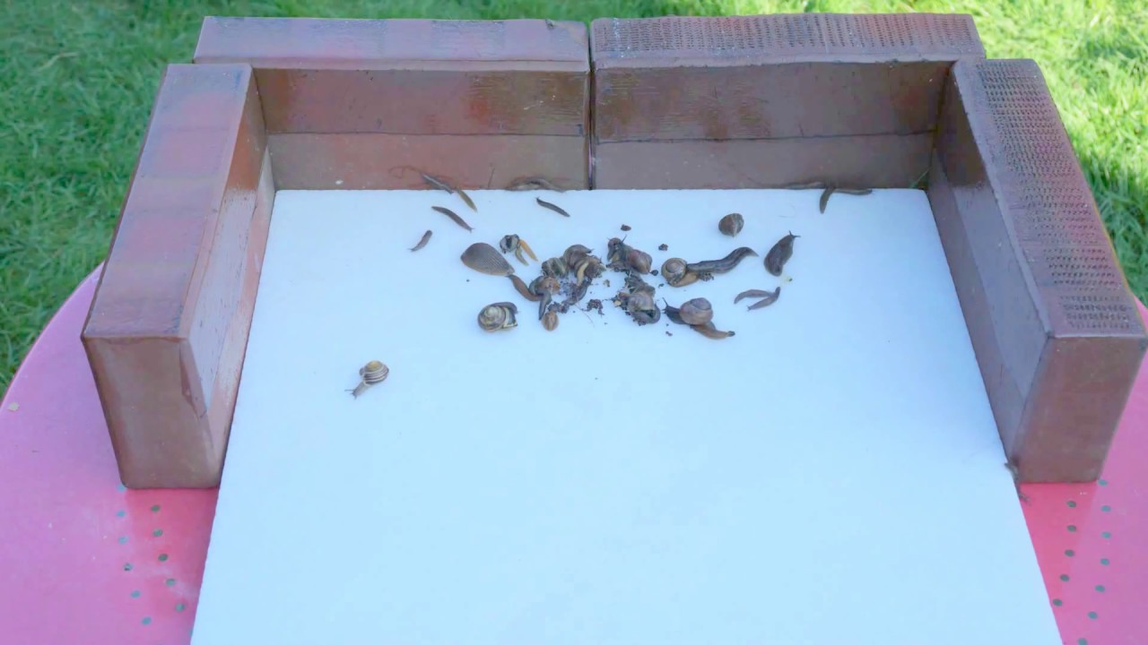 Slug & Snail repellent paint deterrent coating: Schnexagon Test - YouTube