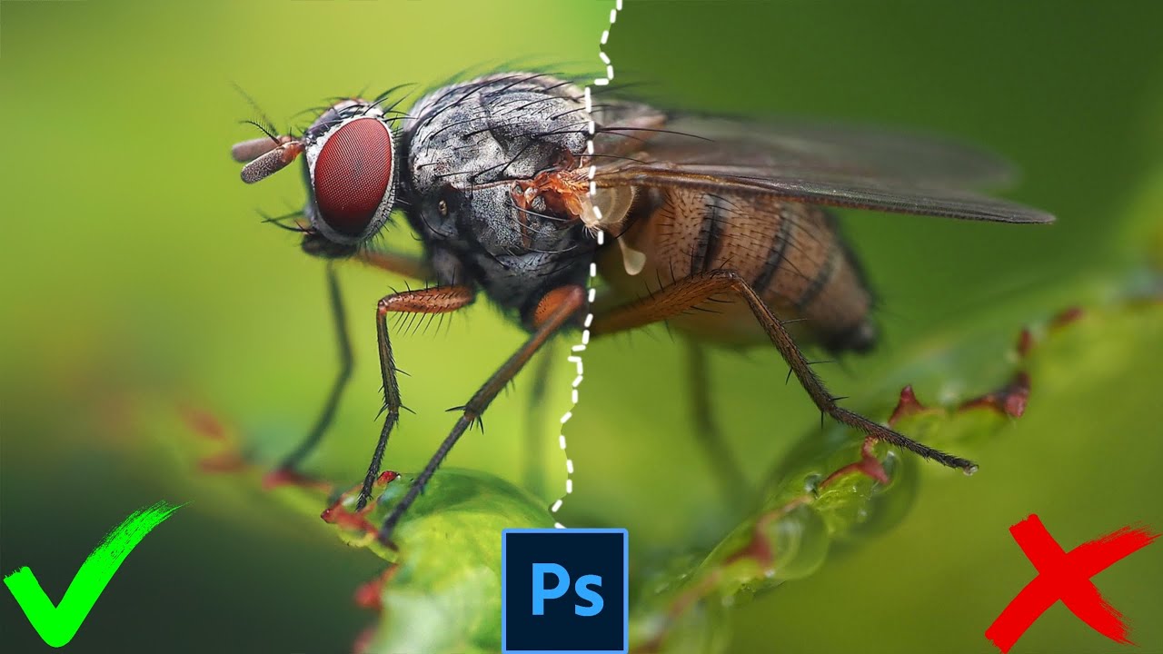 Macro Photography: Quick & Easy Editing Tips - YouTube