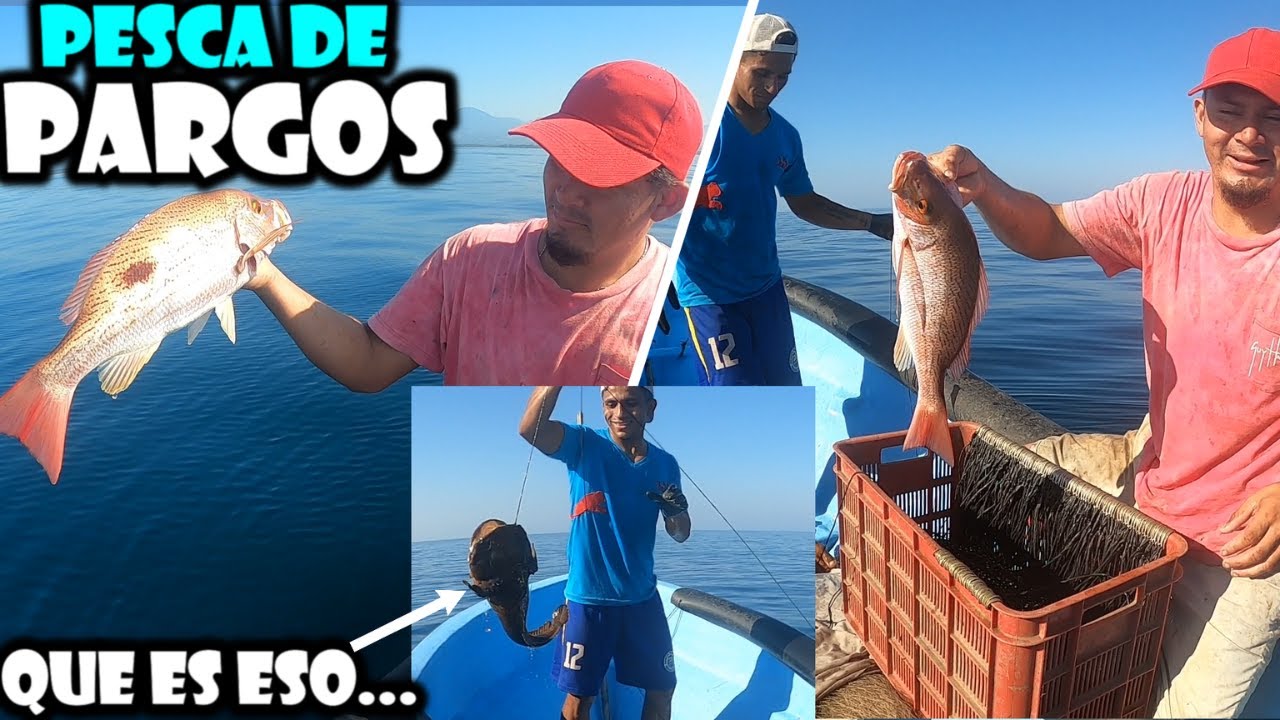 Pesca De PARGOS Con SIMBRA | Los Aventureros SV @amigosdelapesca5604 - YouTube