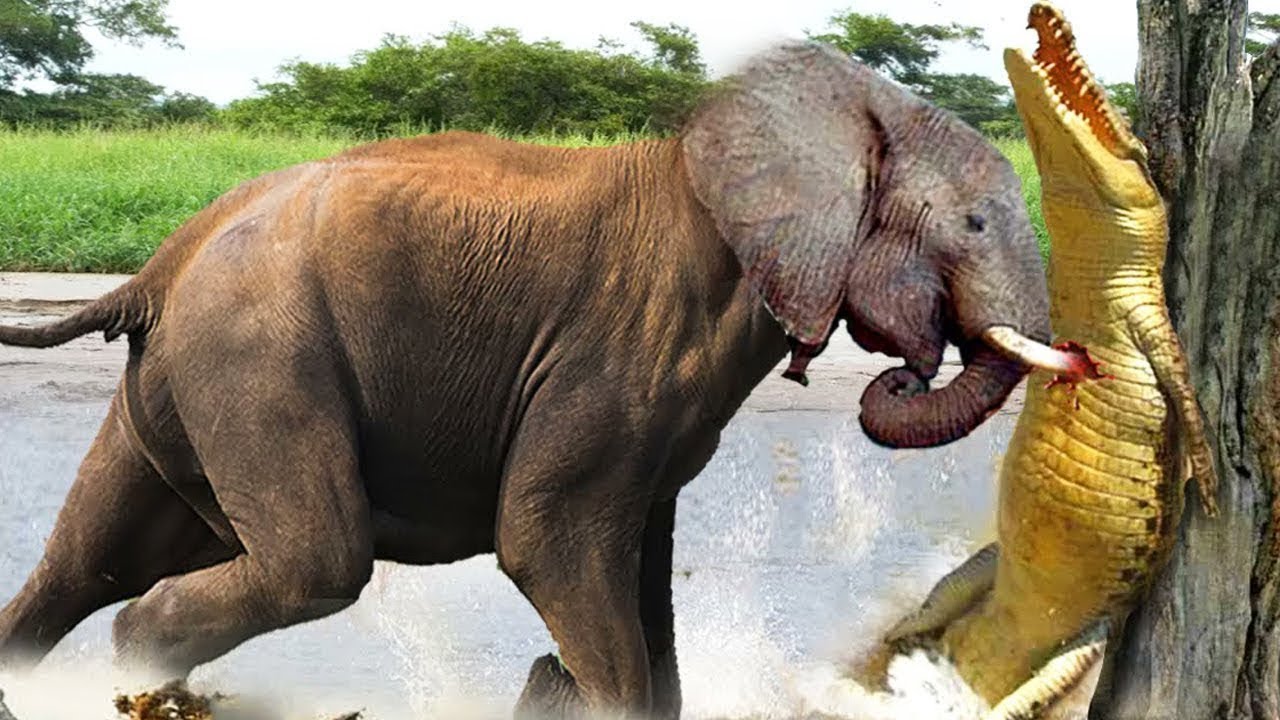 Crocodile vs Elephant Real Fight 🐊🦣🐊🐊🦣#elephant #discovery #animals ...
