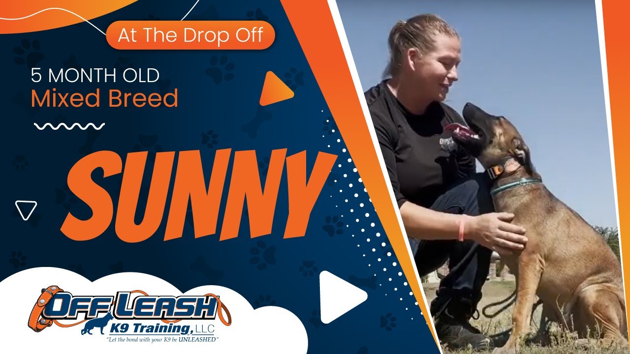 5 mo Mix Breed Sunny ~ Best Mixed Breed Trainers ~ Off Leash K9 ...