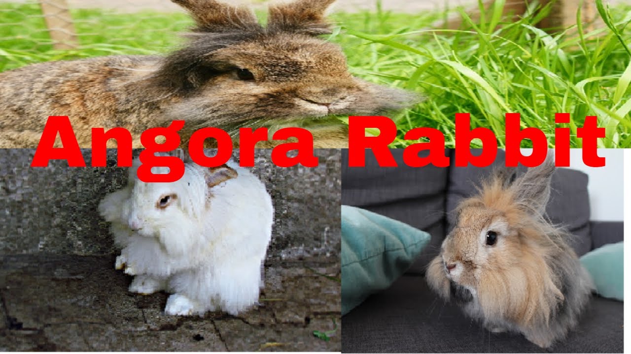Angora Rabbit World's Fluffiest Bunny - YouTube/Super Fluffy Angora ...
