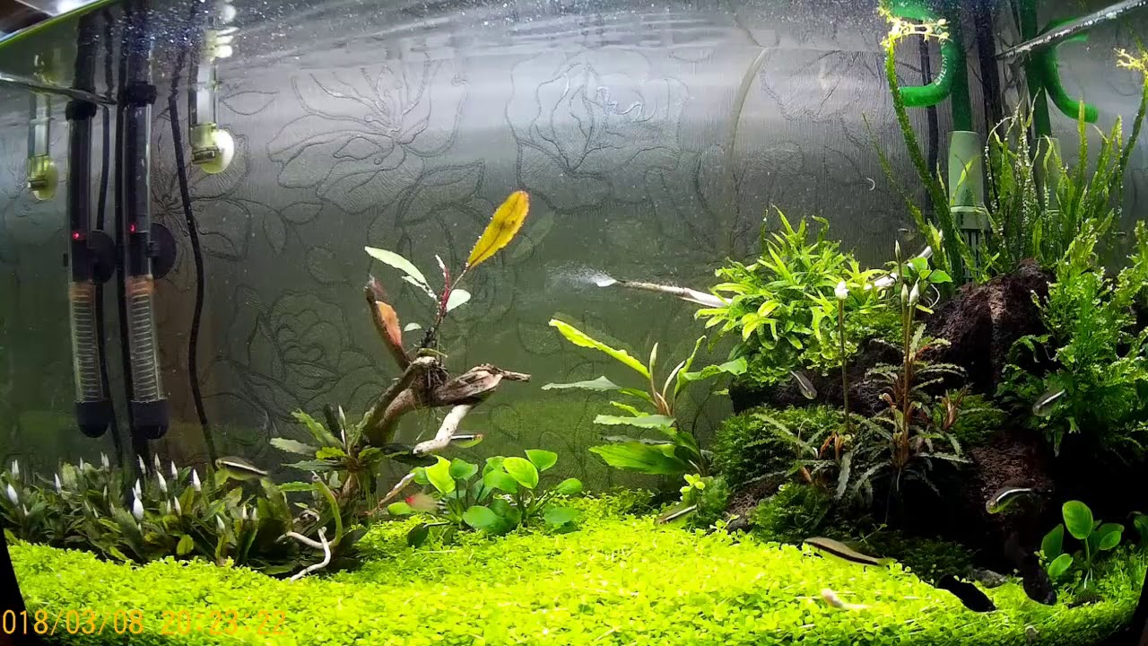 Bucephalandra, microsorum, moss fissidens, micranthemum monte carlo ...