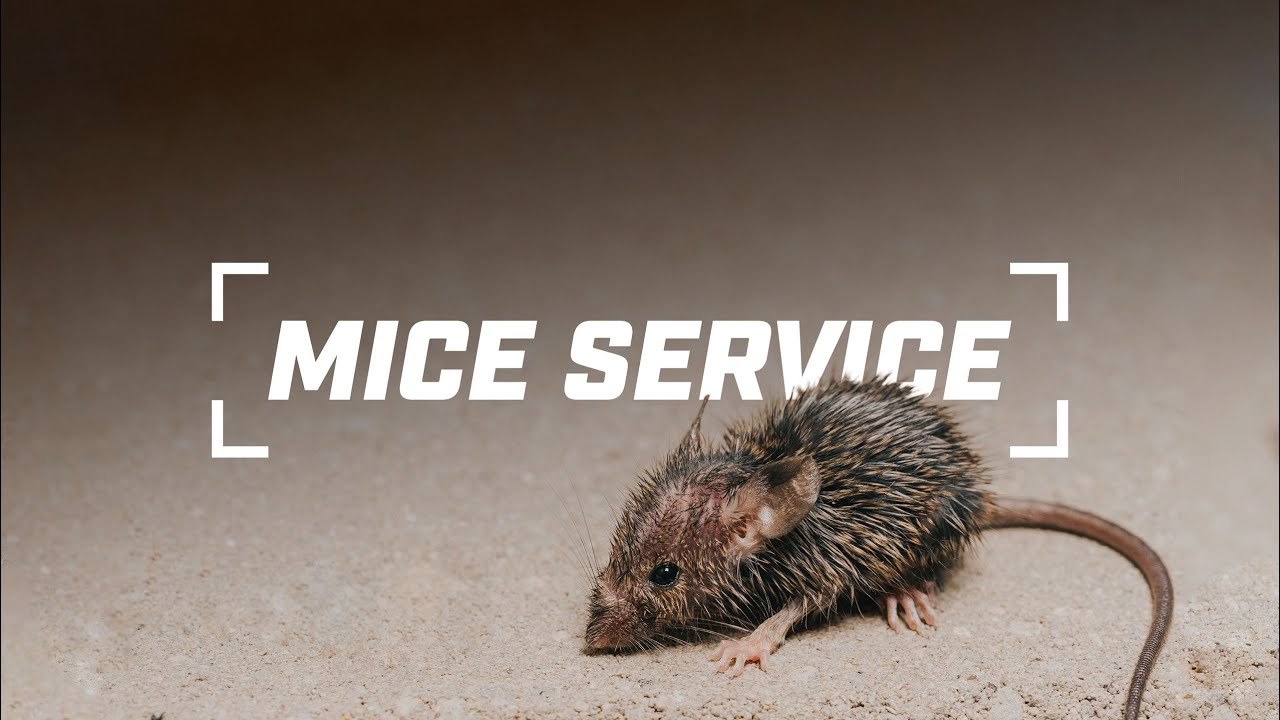 Mice Service - YouTube