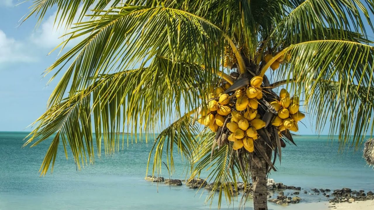 How does a coconut tree grow? - YouTube