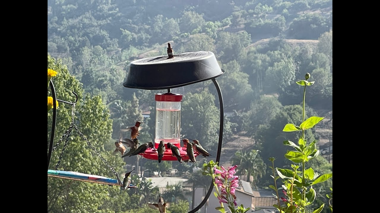 🔴 Hummingbirds Feeding in Southern California Robbie and Gary Gardening ...