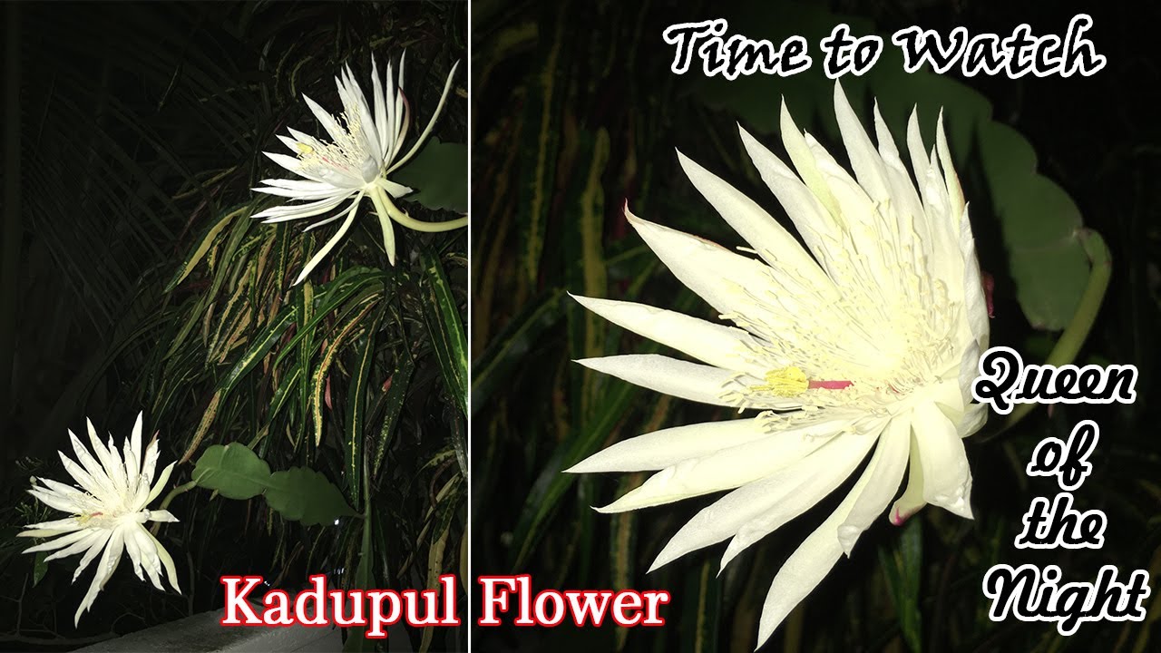 The Flower From The Heaven | Kadupul Flower | Travel with NISH - YouTube