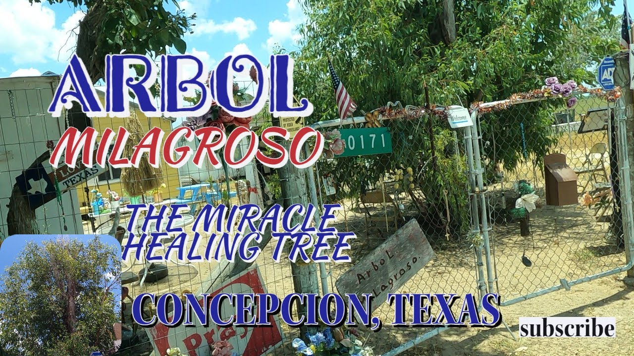 ARBOL MILAGROSO / THE MIRACLE HEALING TREE CONCEPCION, TX - YouTube