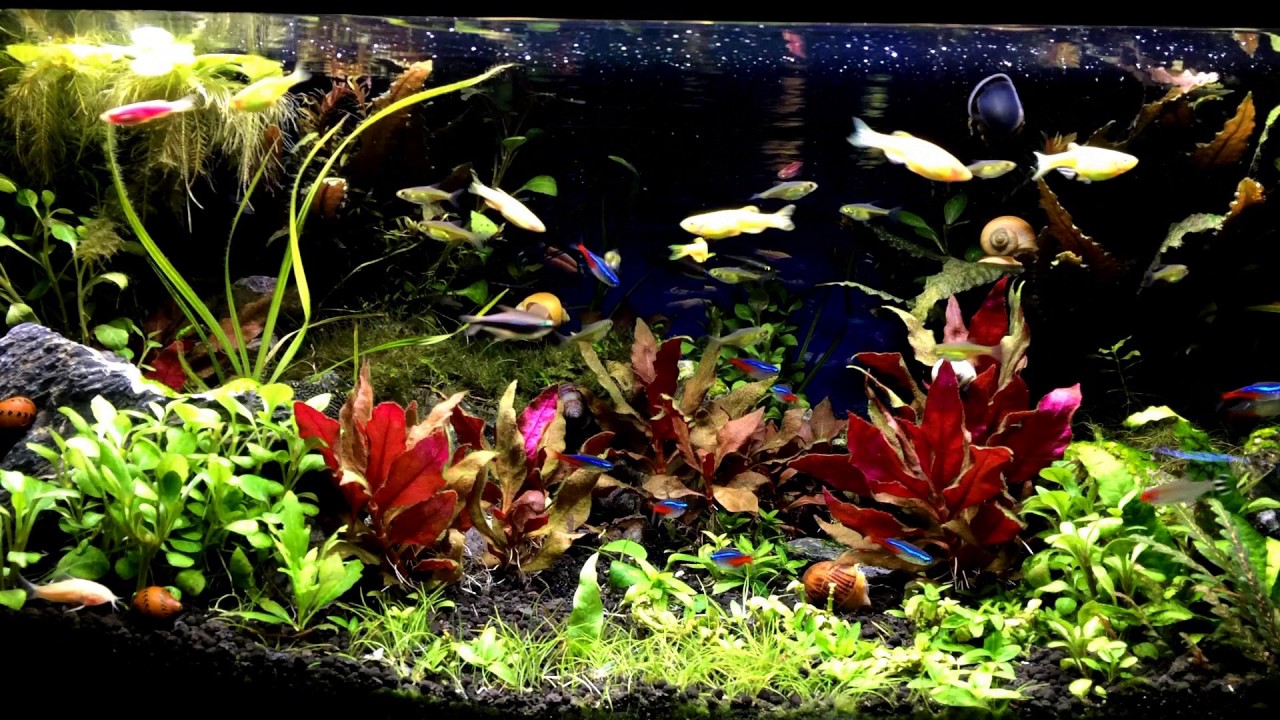 My Planted Freshwater Community Tank - YouTube