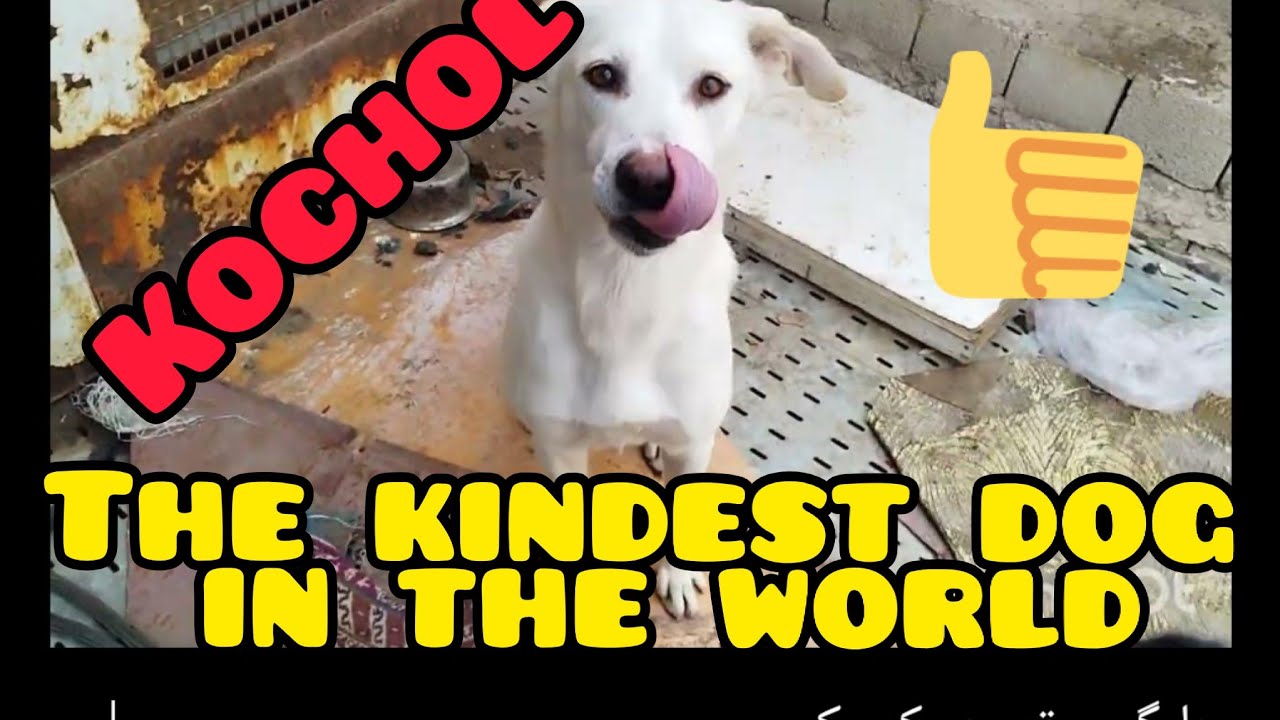 Hungry domestic dogs eat at night. - YouTube