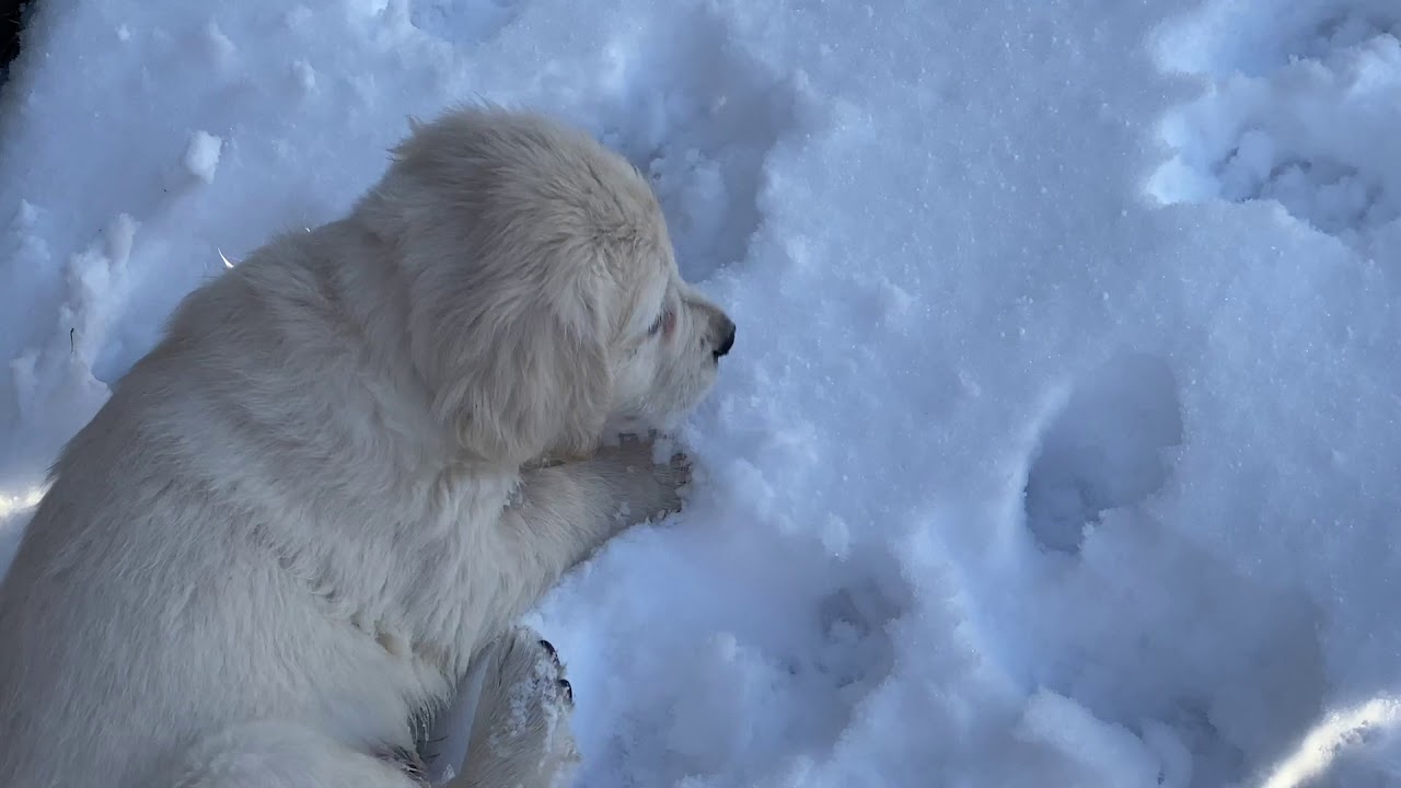 pups seeing snow for first time - YouTube