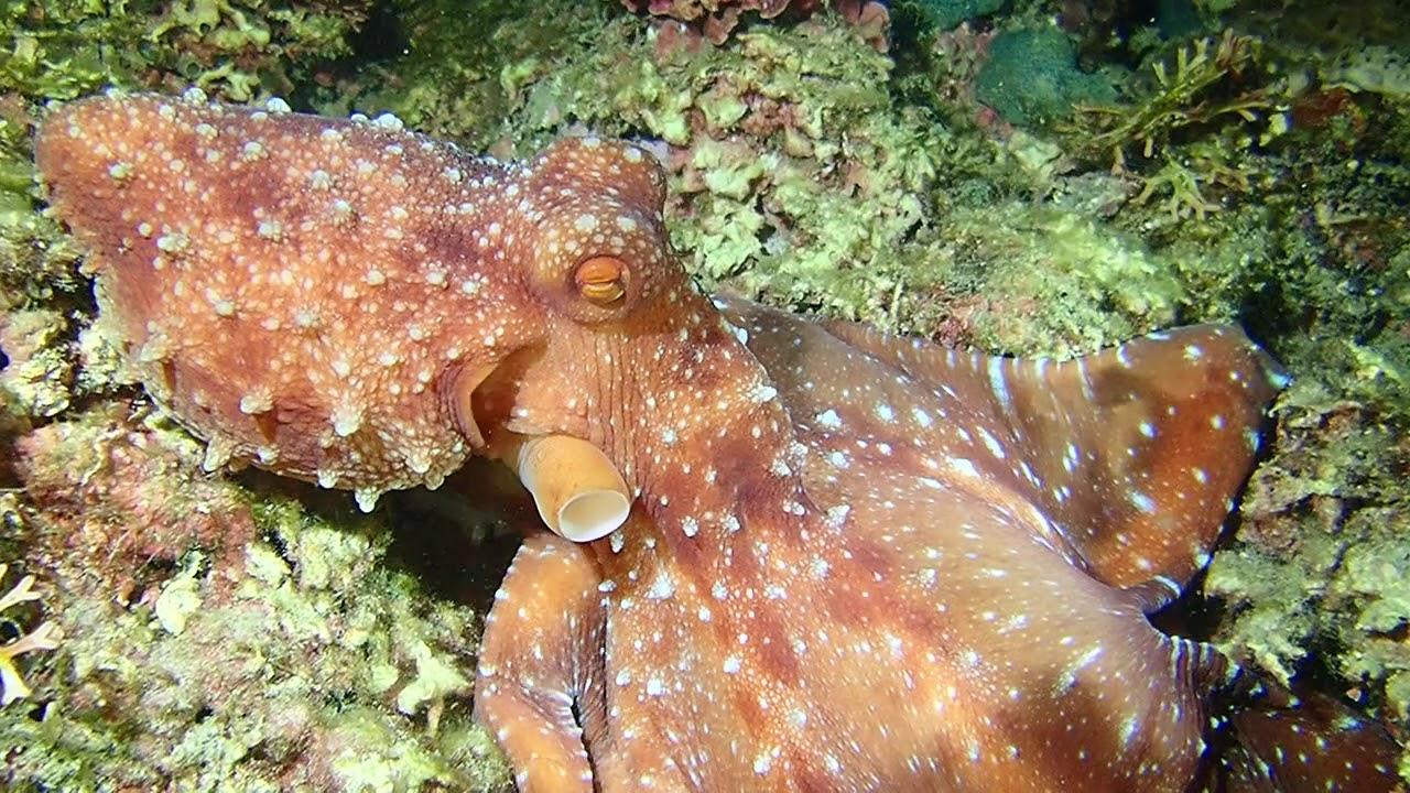 06282020 Encounting an hunting octopus - YouTube