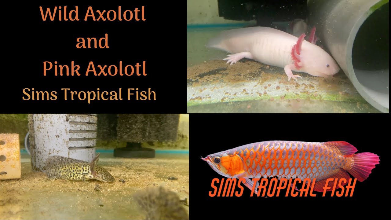 Sims Tropical Fish - Wild Axolotl and Pink Axolotl - YouTube